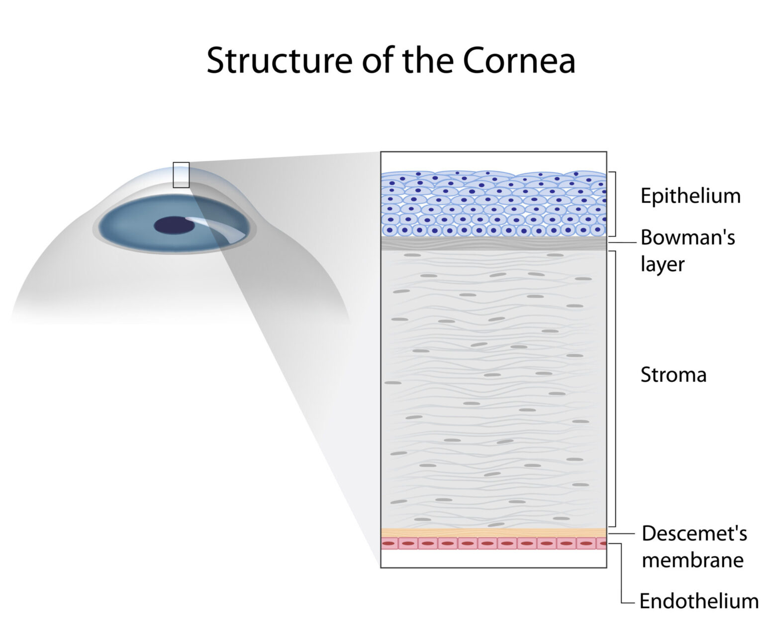 Tips for Caring for Your Cornea | Vision Eye Group